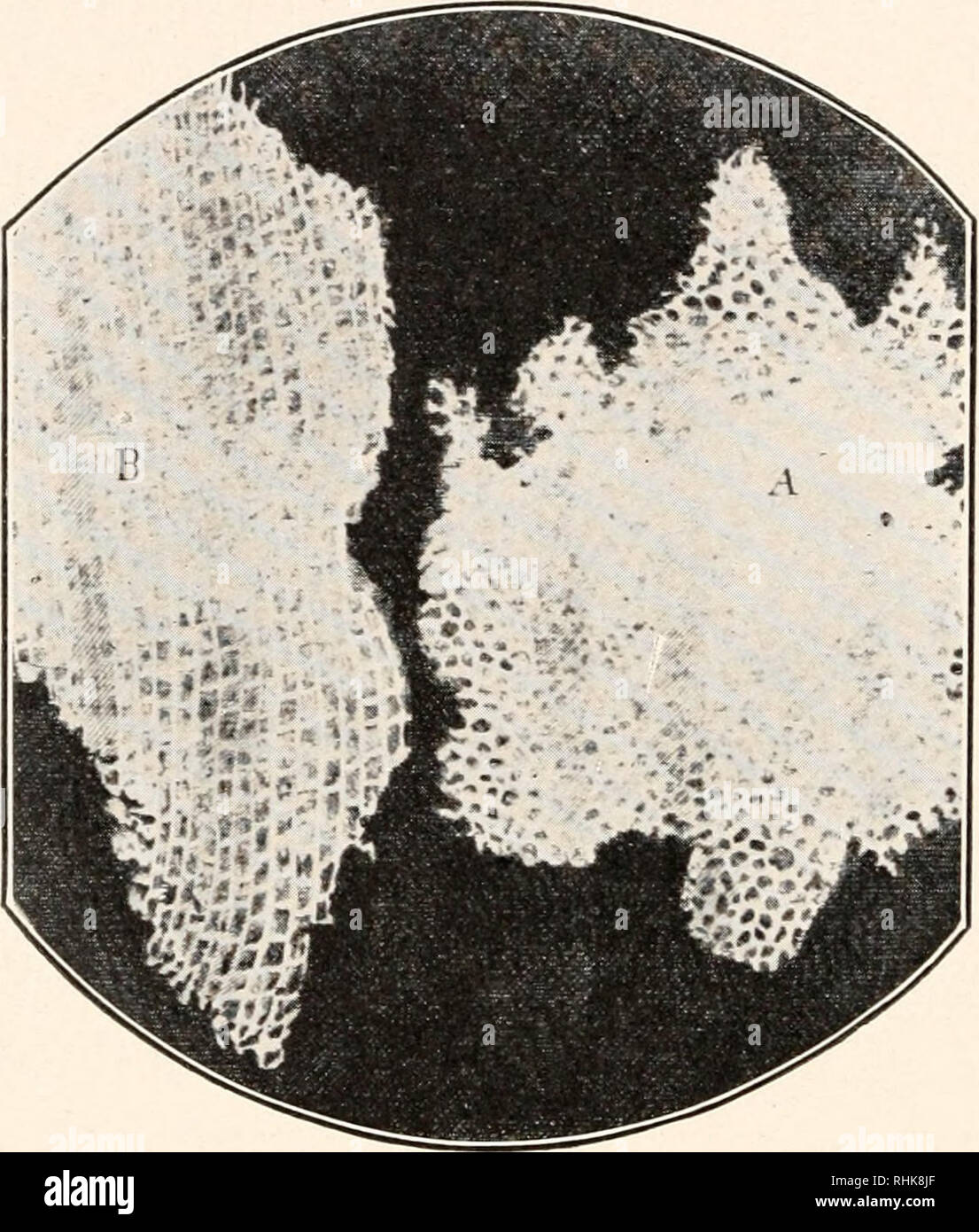 Robert hooke cork hi-res stock photography and images - Alamy