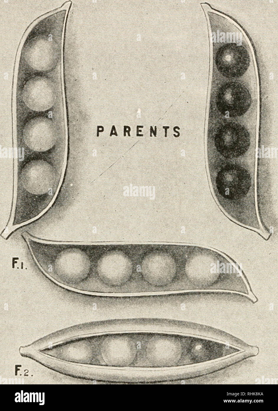 . Biology. Biology. 220 THE PERPETUATION OF ADAPTATIONS of the pair ...