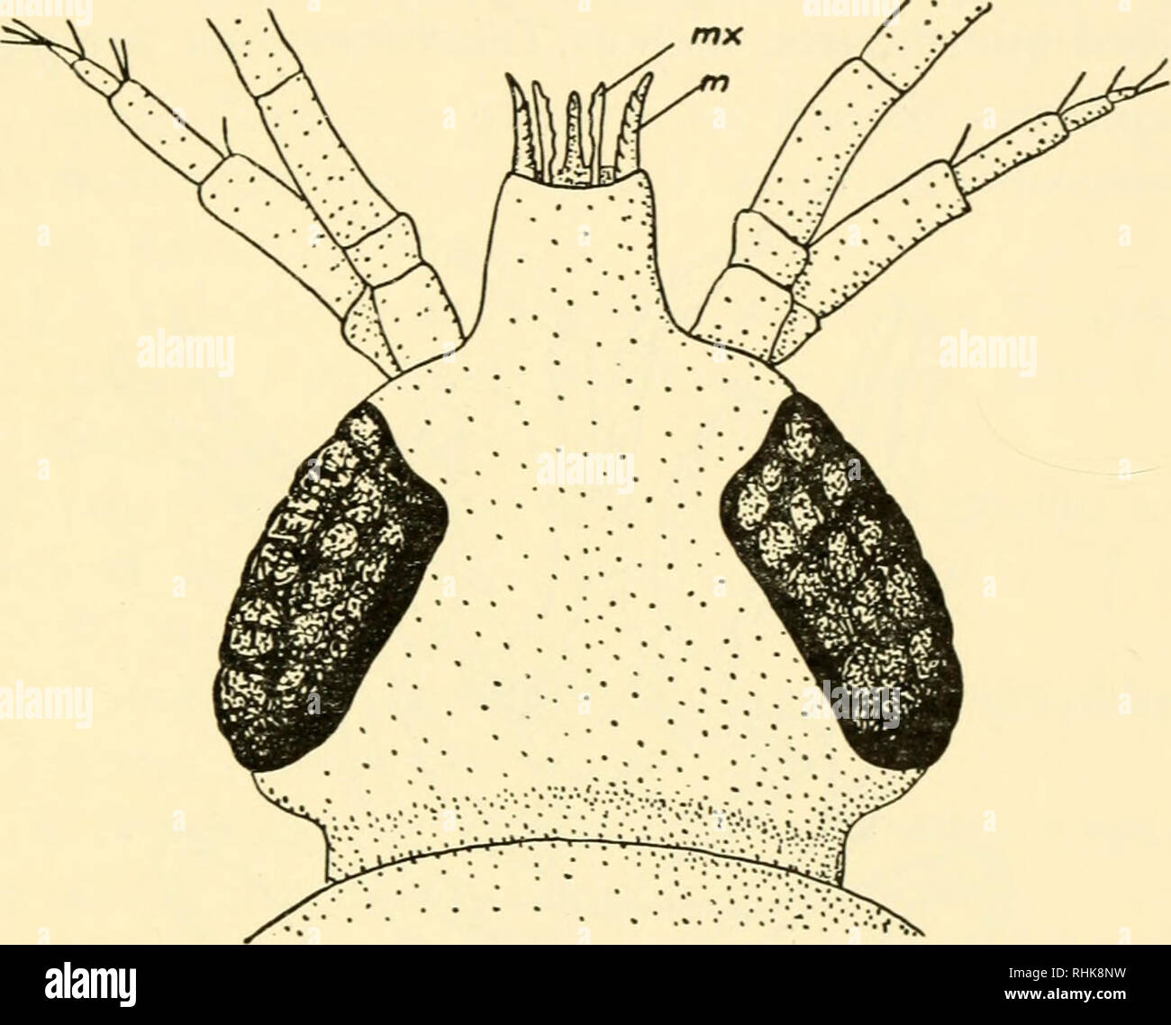 Parasitic fish isopod hi-res stock photography and images - Alamy
