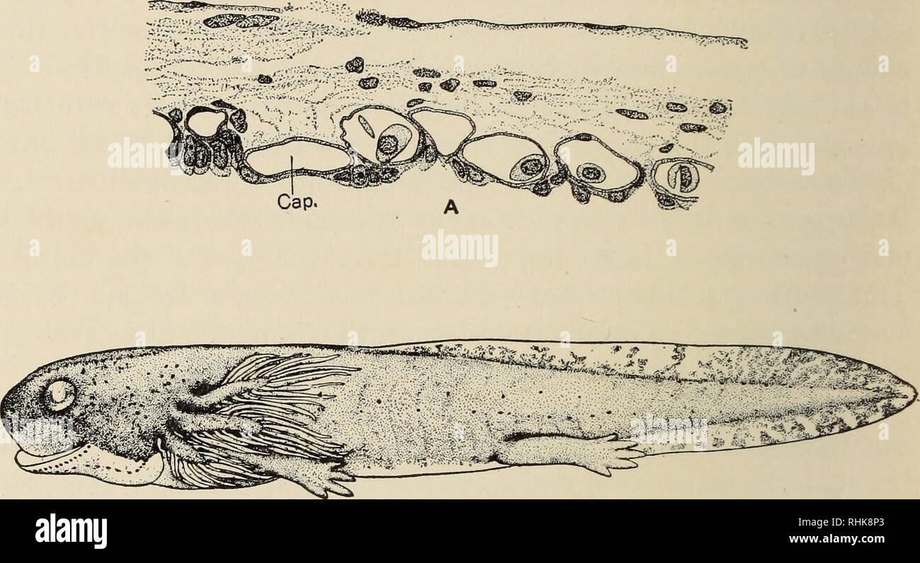 . The biology of the amphibia. Amphibians. 54 THE BIOLOGY OF THE ...