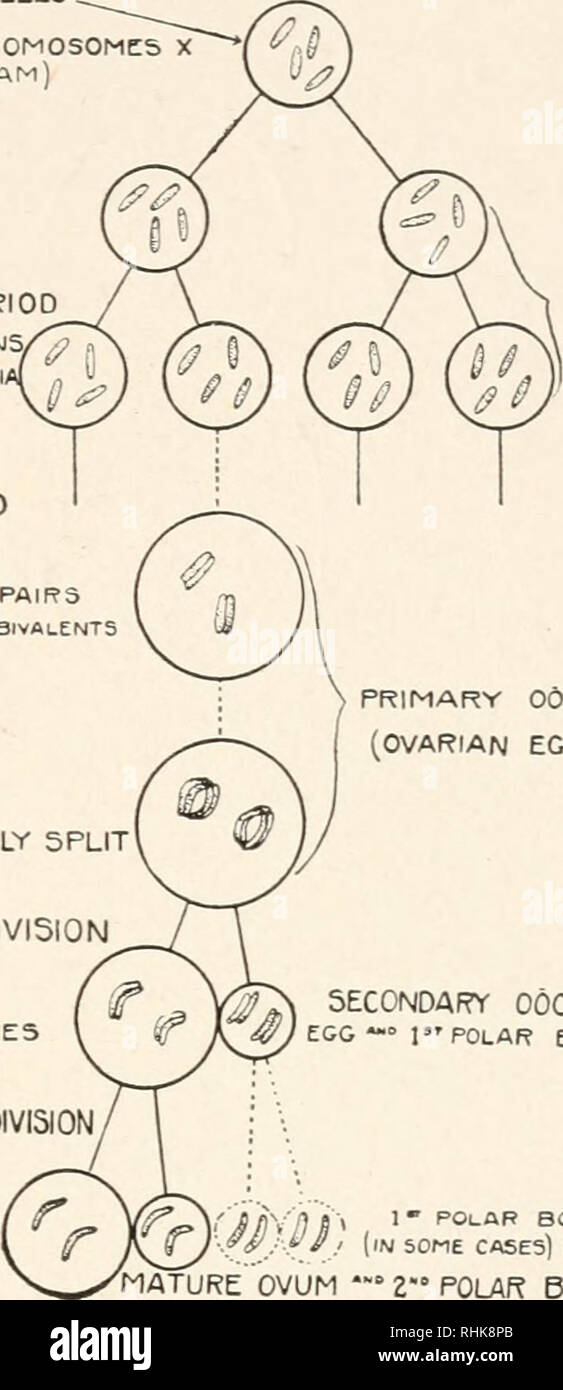 Secondary polar body hi-res stock photography and images - Alamy