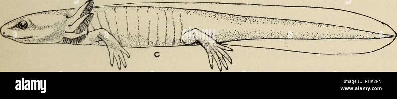 . The biology of the amphibia. Amphibians. Fig. 17.—The principal types ...