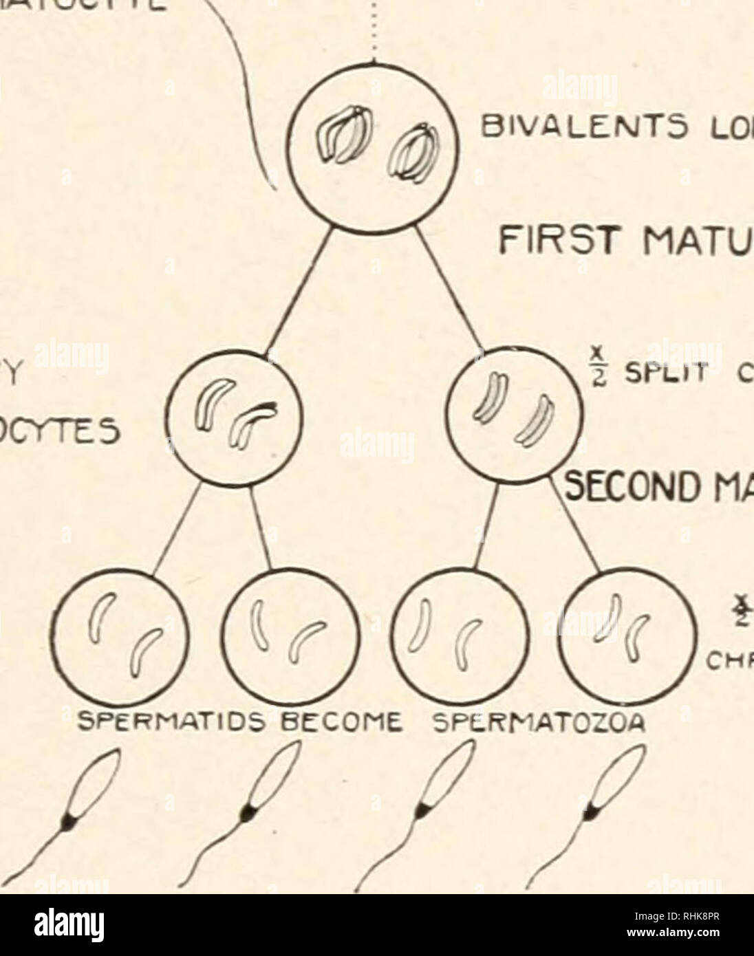 . Biology. Biology. PRIMORDIAL GERM-CELLS WITH DIPLOID NUMBER OF CHROMOSOMES X (x-4 IN THIS ...
