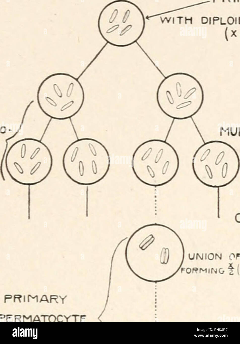 Primordial germ cells hi-res stock photography and images - Alamy
