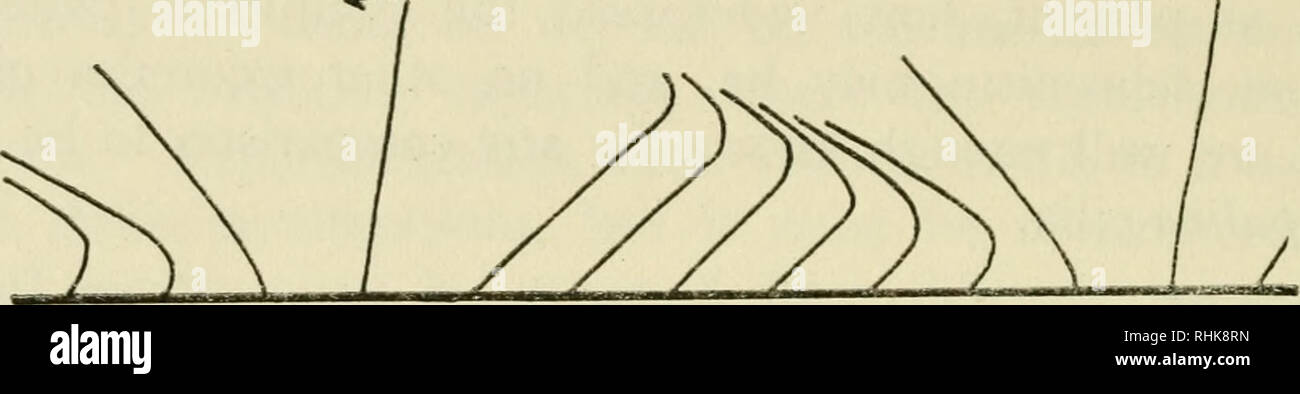 Metachronal rhythm hi-res stock photography and images - Alamy