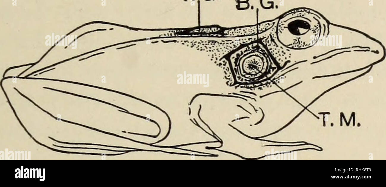. The biology of the amphibia. Amphibians. DEVELOPMENT AND HEREDITY 31 ...