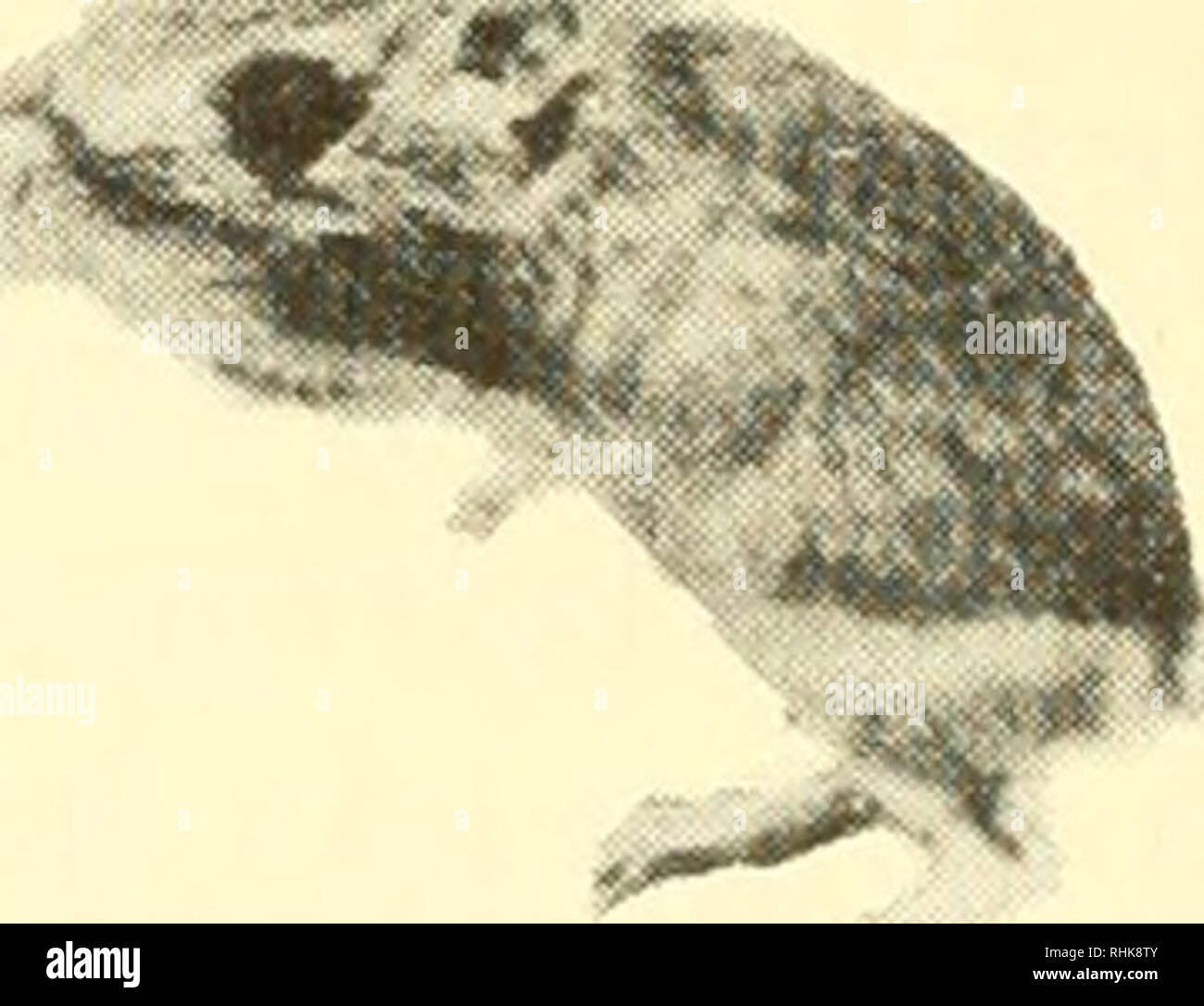 Desert Kangaroo Rat High Resolution Stock Photography and Images - Alamy