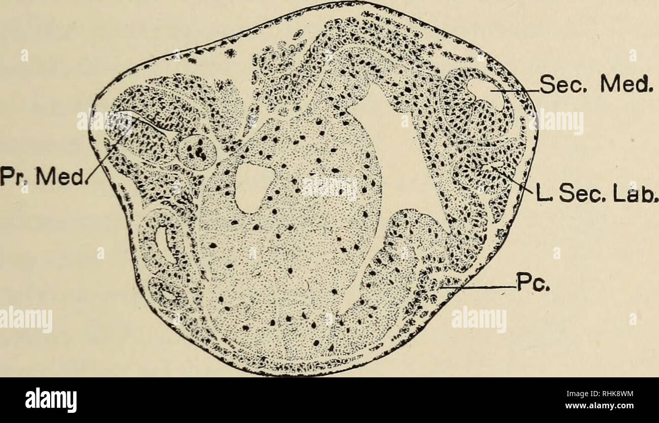 . The biology of the amphibia. Amphibians. DEVELOPMENT AND HEREDITY 27 ...