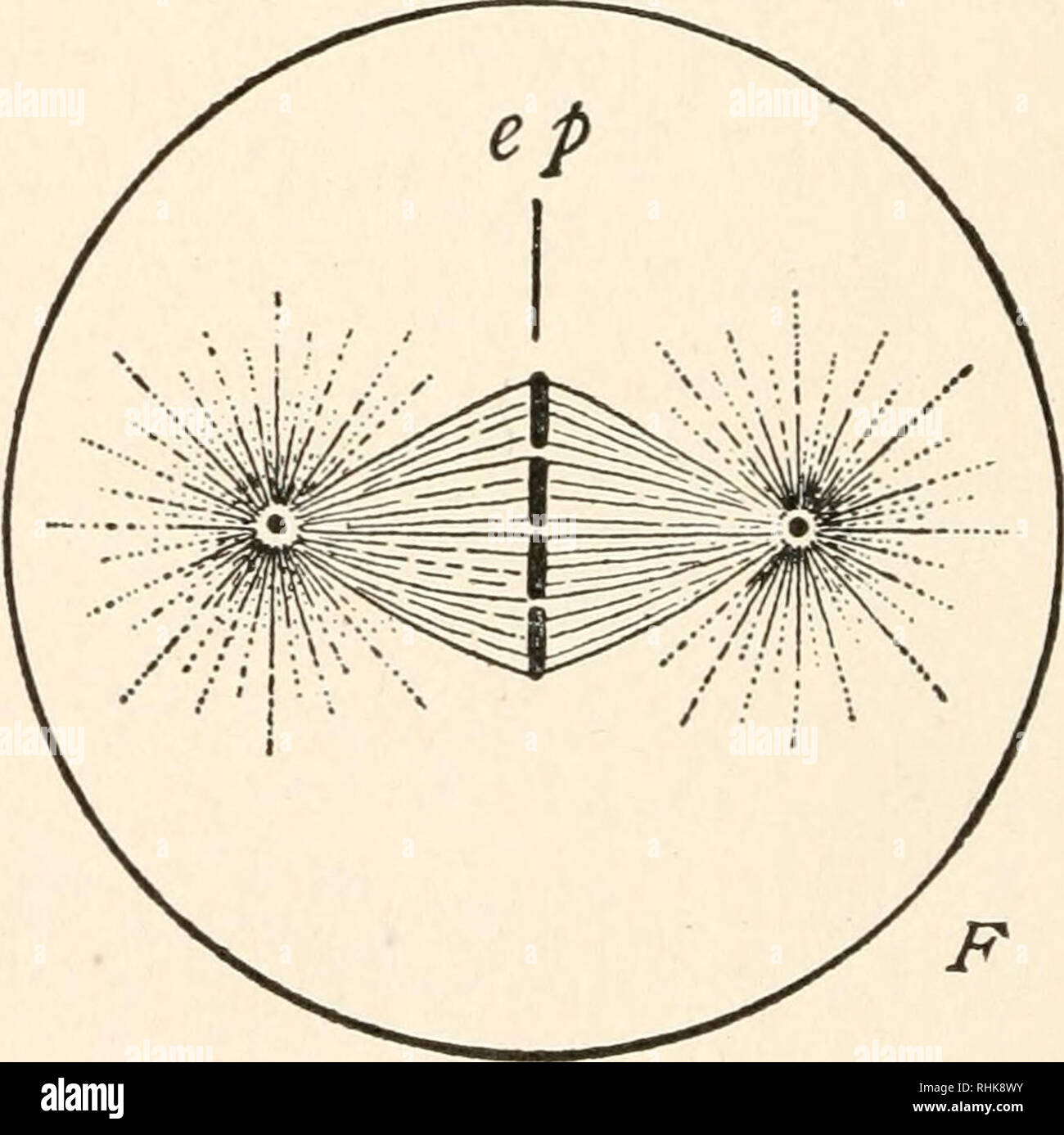 Stages of mitosis hi-res stock photography and images - Alamy