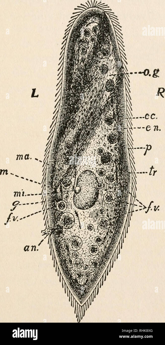 Paramecium Trichocysts