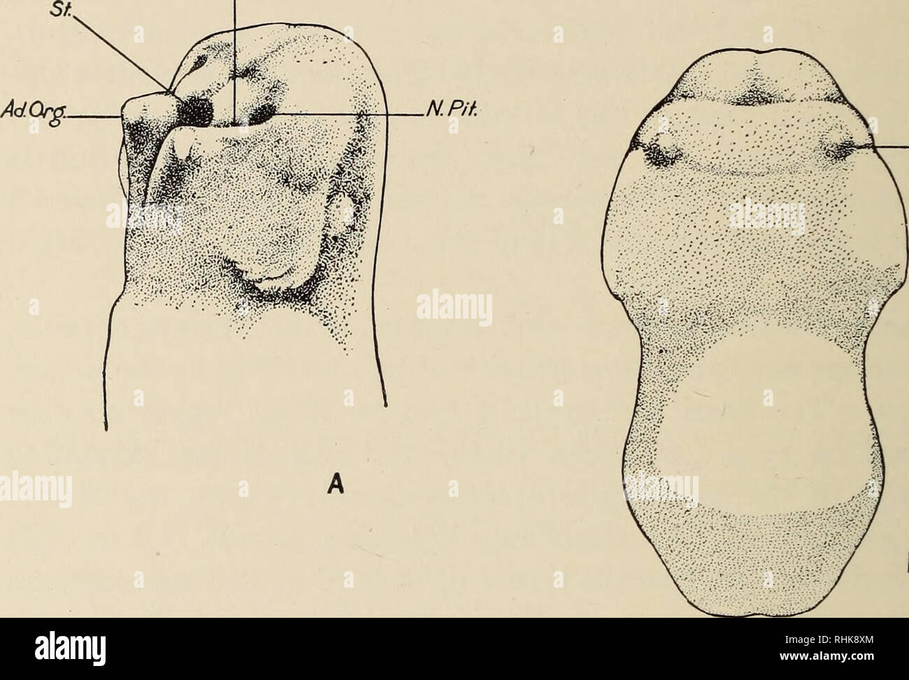 . The biology of the amphibia. Amphibians. 24 THE BIOLOGY OF THE ...