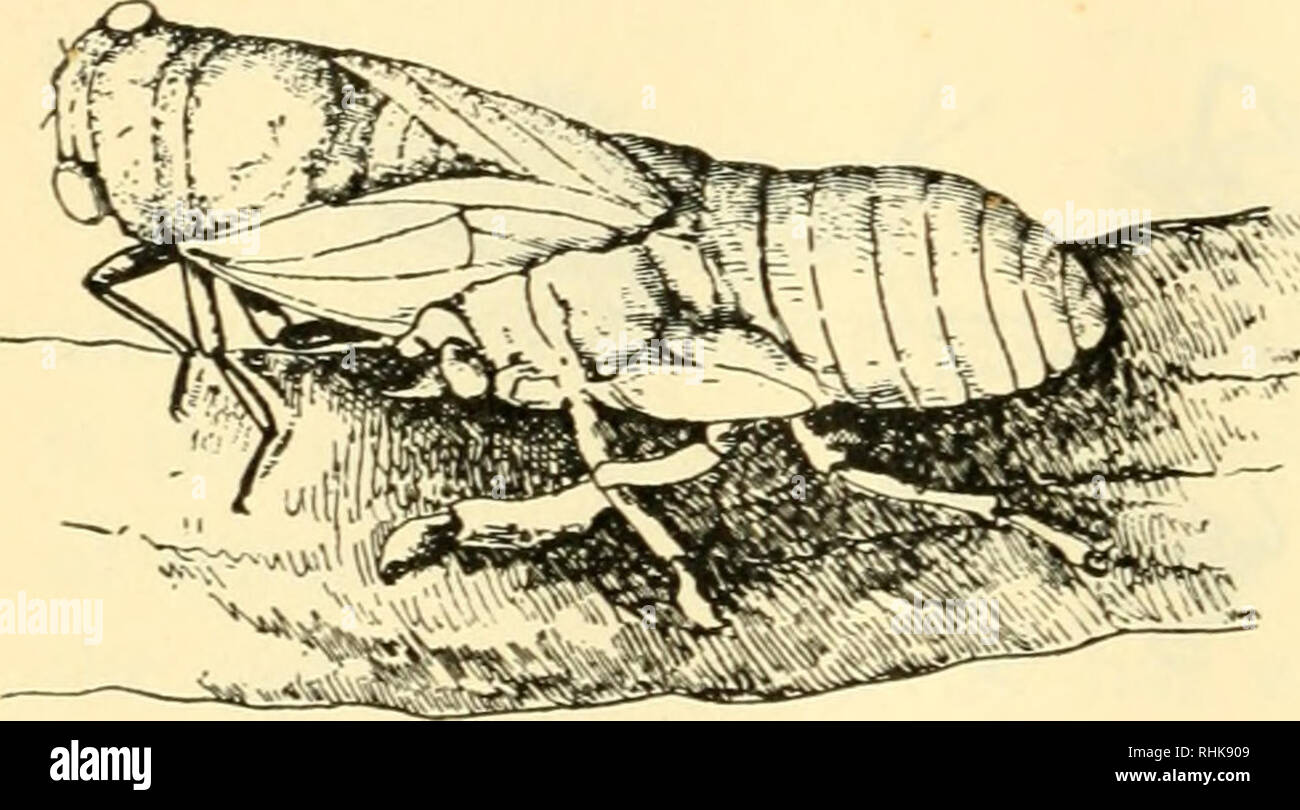 Exoskeleton Insects Diagram Insect Anatomy And Physiology
