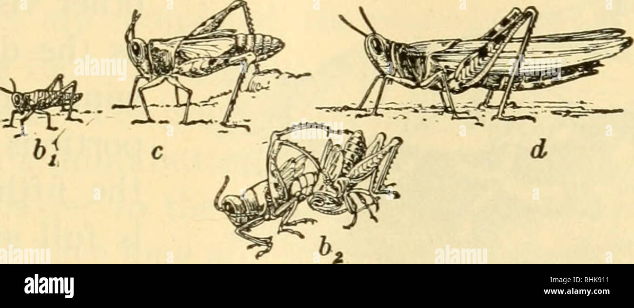. Biology and human life. Biology. a. Fig. 10. Red-legged locust ...