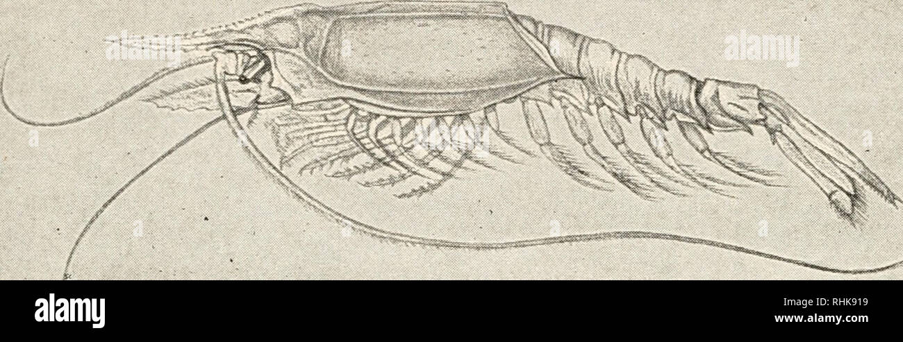 . Biology. Biology. 204 THE PERPETUATION OF ADAPTATIONS biramous ...