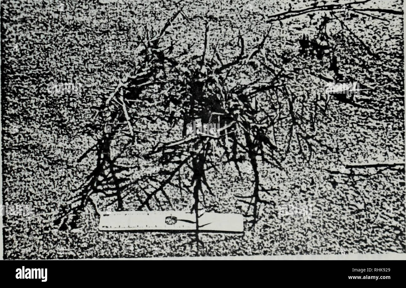 . The biology of endemic psammophytes, Eureka Valley, California, and ...