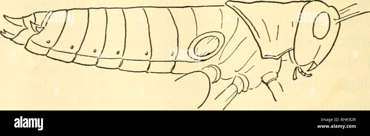 . Biology and human life. Biology. Fig. 7. Breathing tubes in insects s ...
