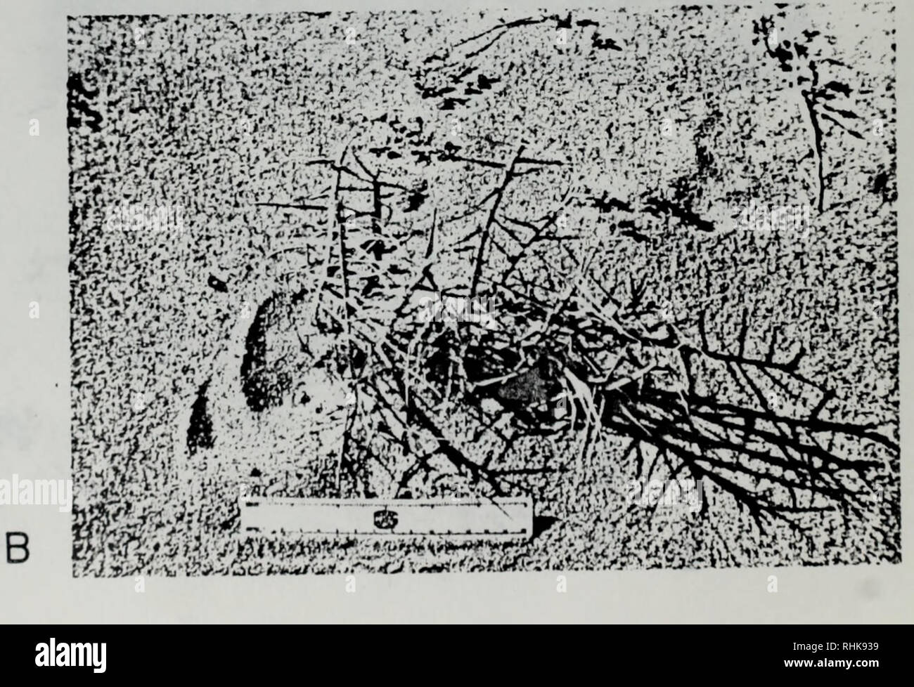 Psammophytes hi-res stock photography and images - Alamy