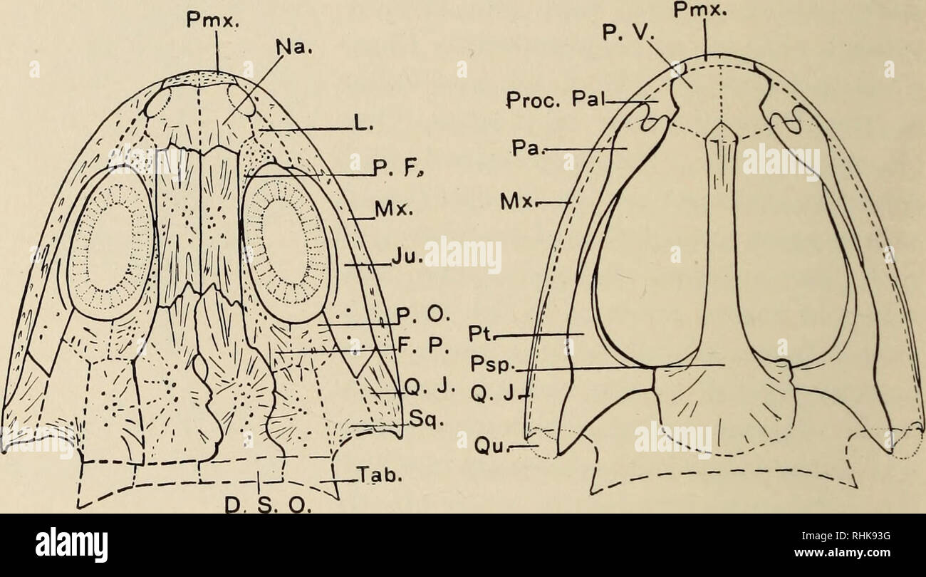 . The biology of the amphibia. Amphibians. 10 THE BIOLOGY OF THE ...