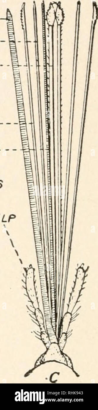 . Biology. Biology. j£.. . LABRUM r^ J1ANDIBLE. LABIUM.. MAXILLA m MY ...