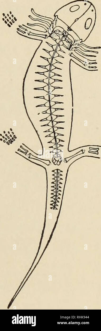 . The biology of the amphibia. Amphibians. THE ORIGIN OF THE AMPHIBIA 9 ...
