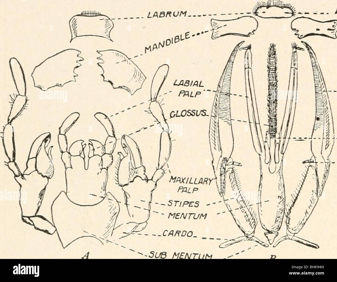 . Biology. Biology. 188 HOMOLOGY biting and chewing in orthoptera ...