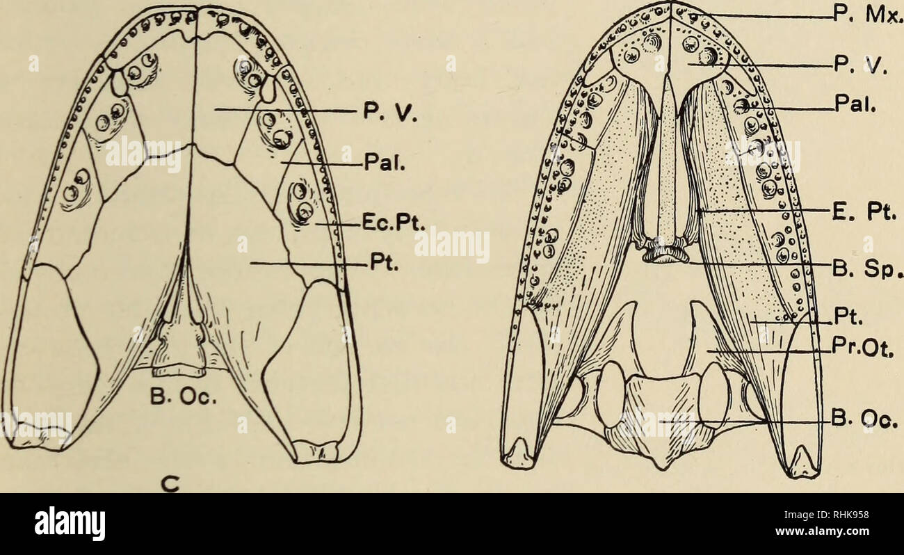 . The biology of the amphibia. Amphibians. D Fig. 2.—Skull of an ...