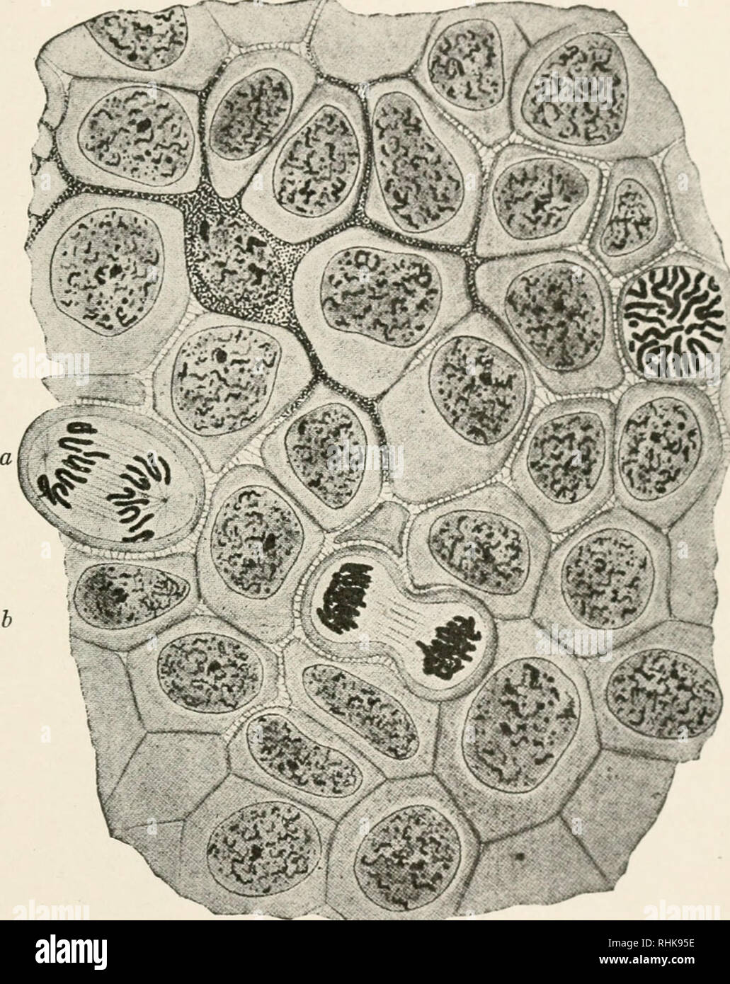 . Biology and its makers. Biology -- History. THE CELL THEORY number ...