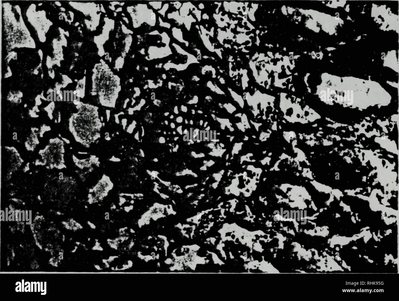 Psammophytes hi-res stock photography and images - Alamy