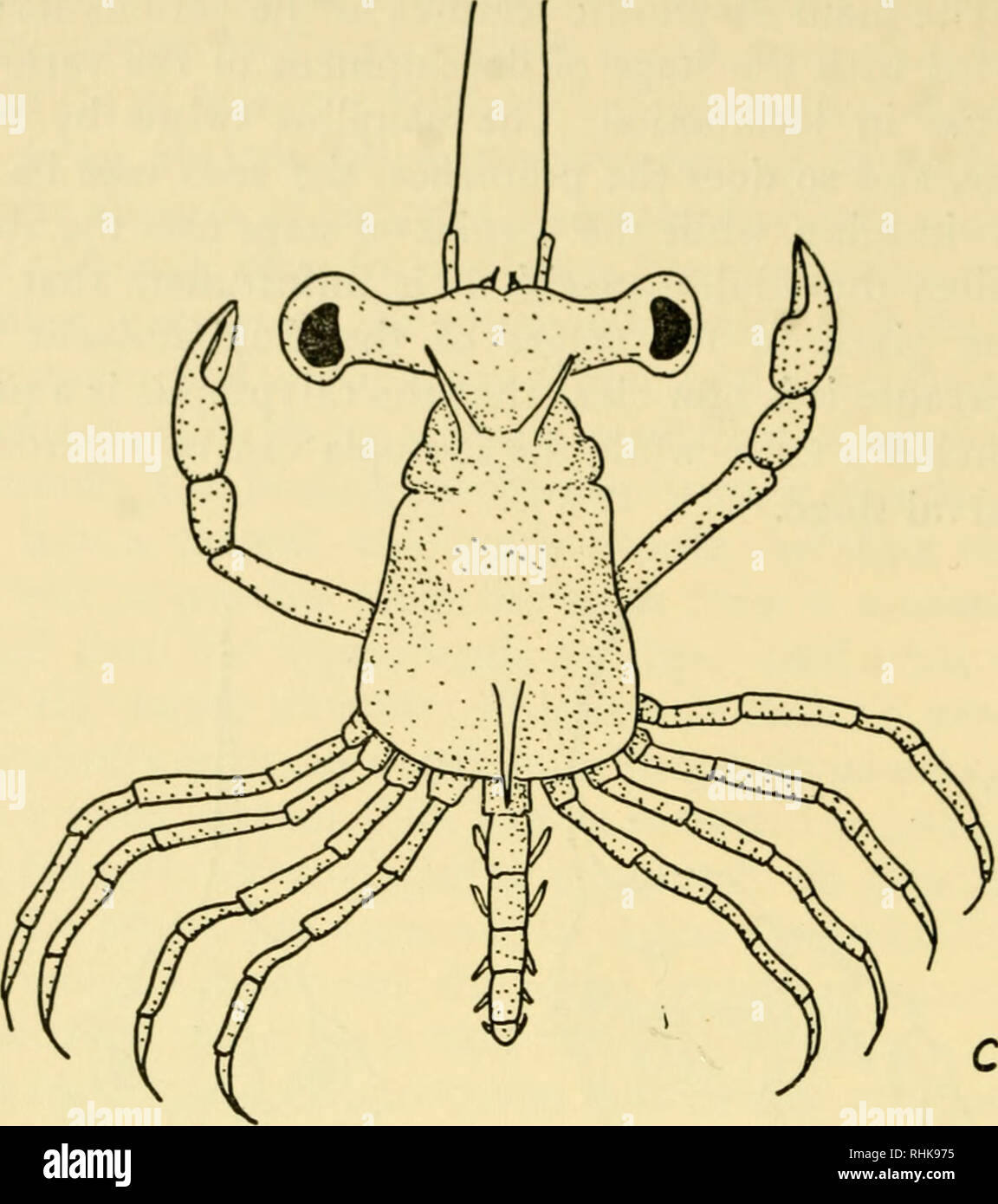 . A biology of Crustacea. Crustacea. A BIOLOGY OF C R USTACEA. 36. C ...