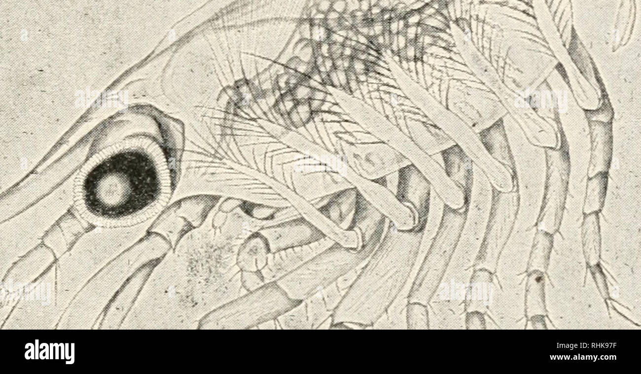 Development of eye in embryo hi-res stock photography and images - Alamy