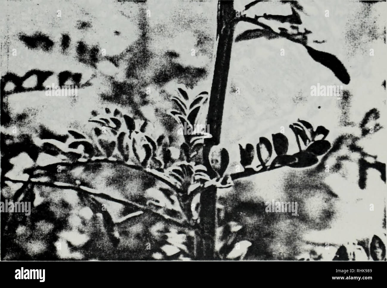 . The biology of endemic psammophytes, Eureka Valley, California, and ...