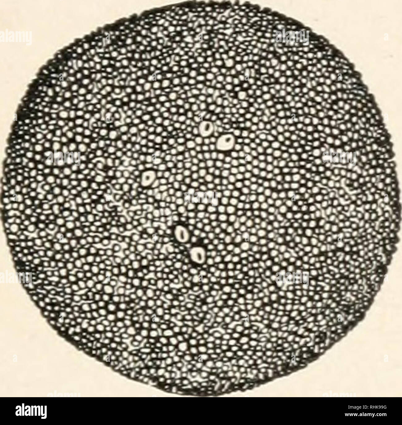 . Biology. Biology. SENSORY ORGANS OF THE LOBSTER 181 and open to the ...