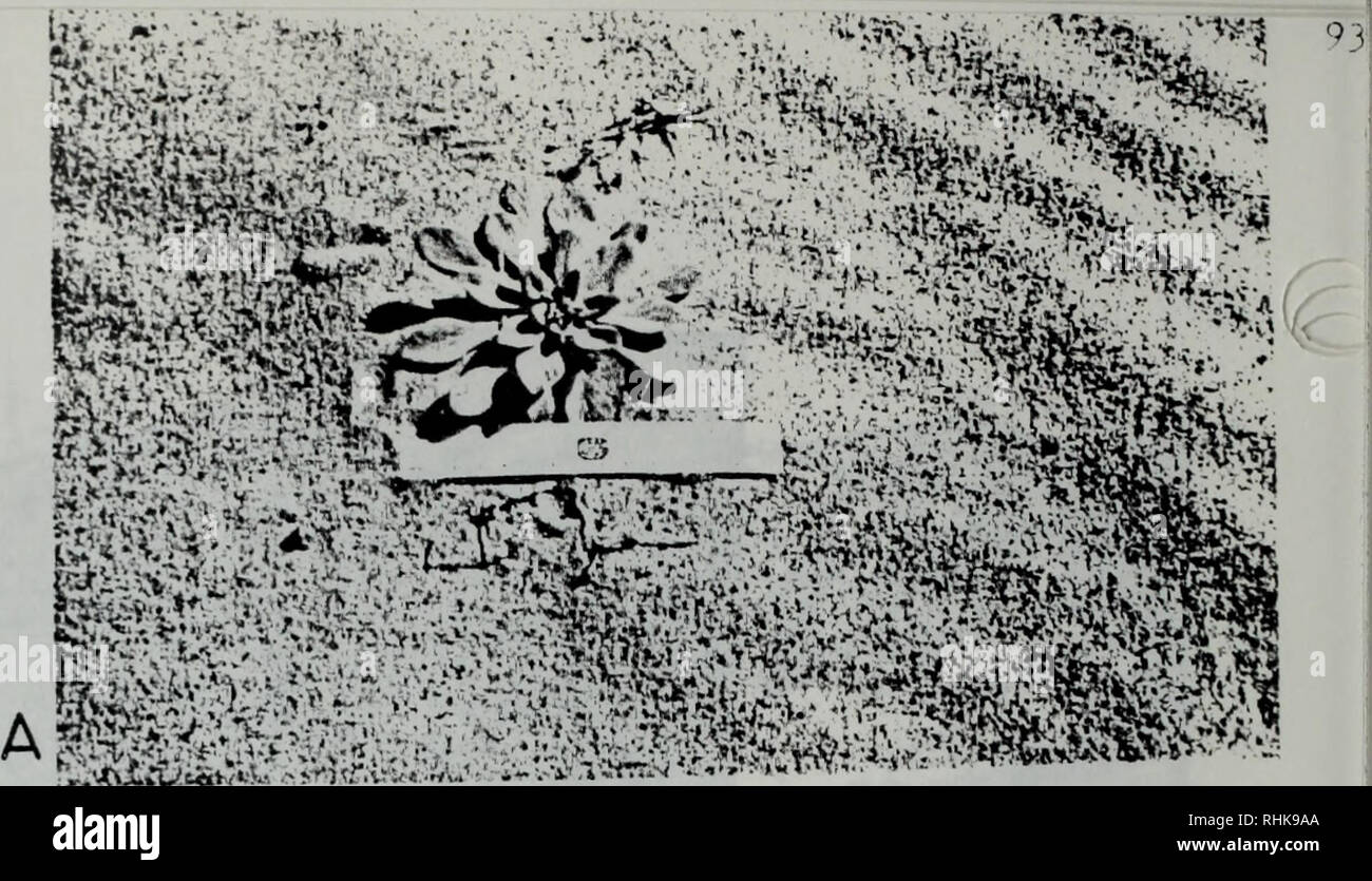 Psammophytes hi-res stock photography and images - Alamy