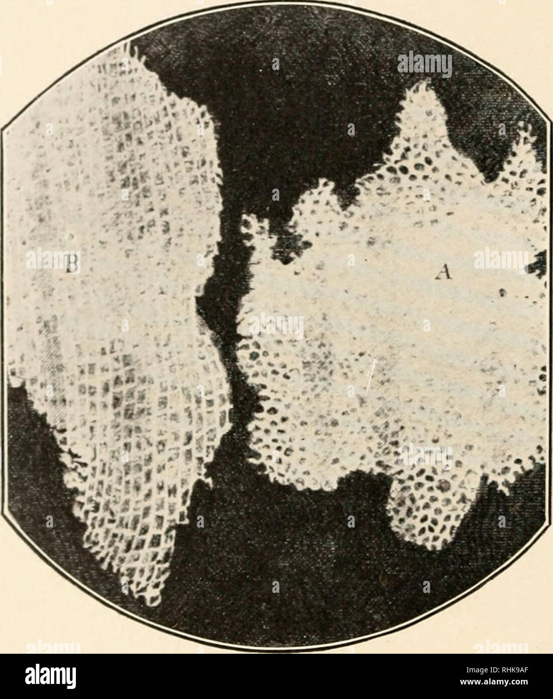 . Biology and its makers. Biology -- History. 238 BIOLOGY AND ITS ...