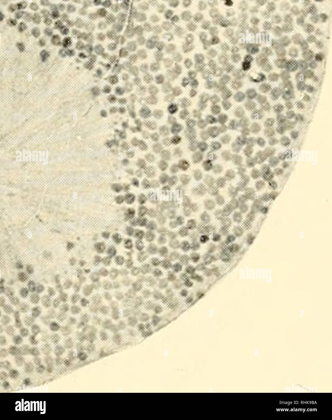 The Biology Of The Cell Surface Ernest Everett Just