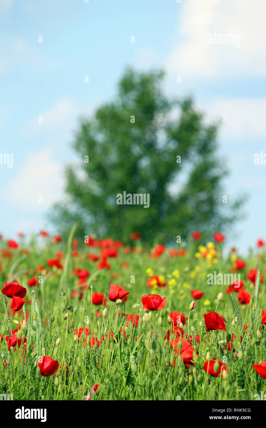 poppies flower and tree silhouette in spring landscape Stock Photo - Alamy