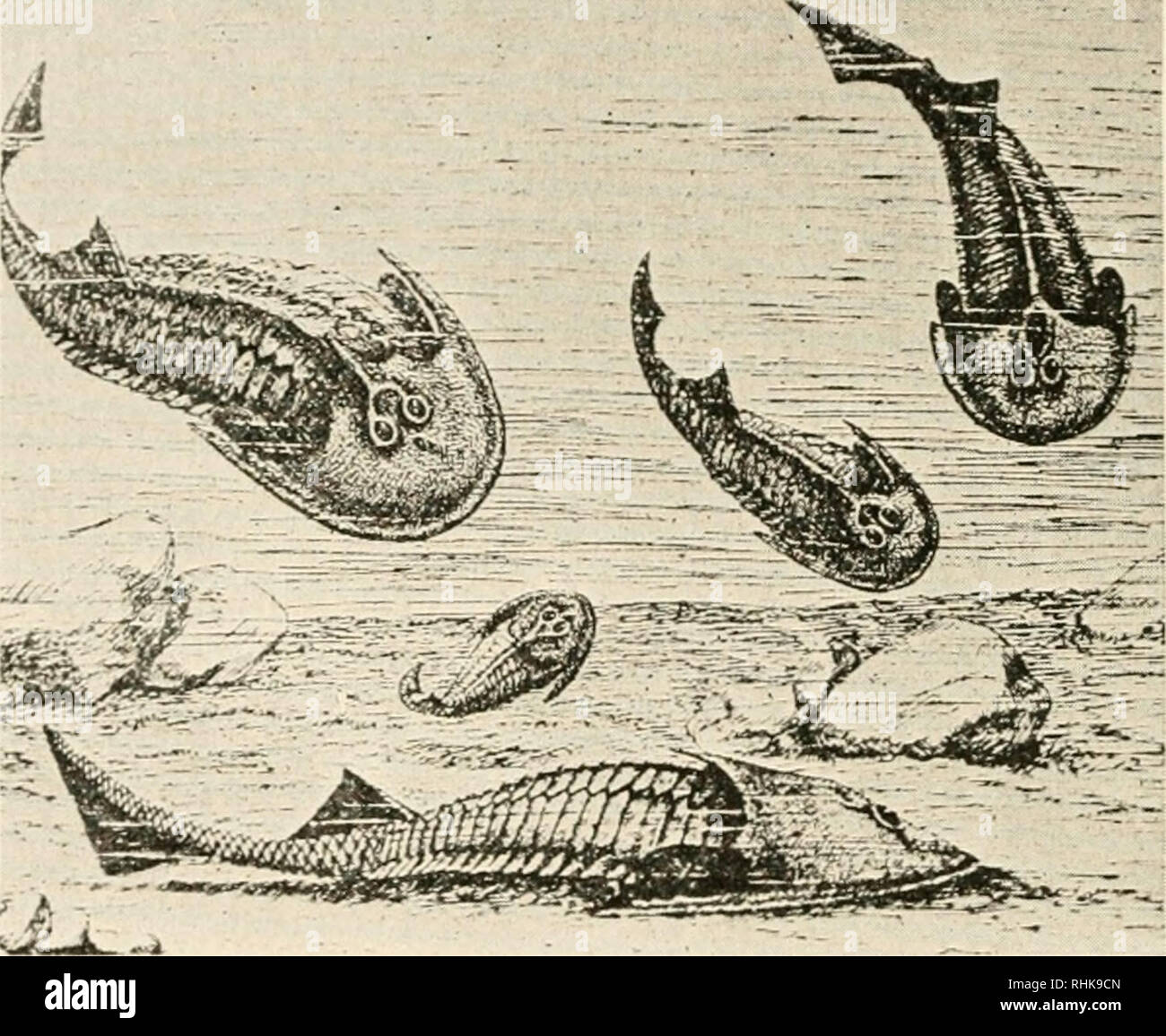 Cyclostomes High Resolution Stock Photography and Images - Alamy