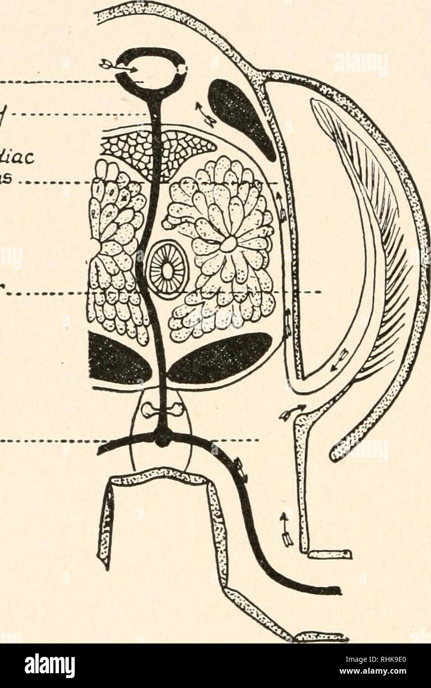 . Biology. Biology. 174 HOMOLOGY later from the main arteries into the ...