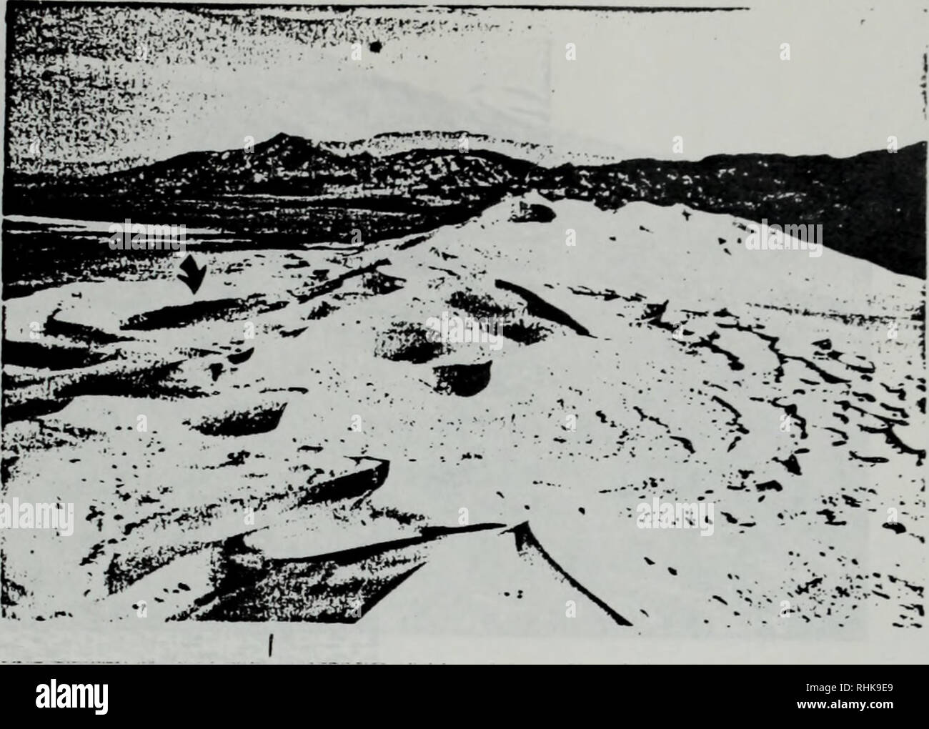 Psammophytes hi-res stock photography and images - Alamy