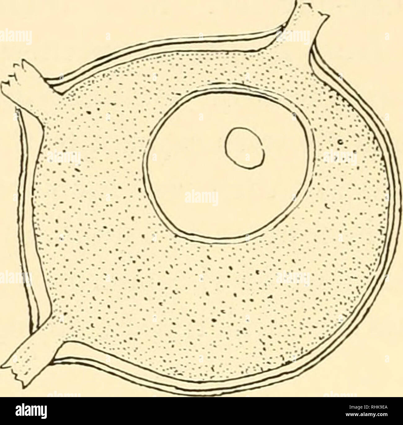 The Biology Of The Cell Surface Ernest Everett Just