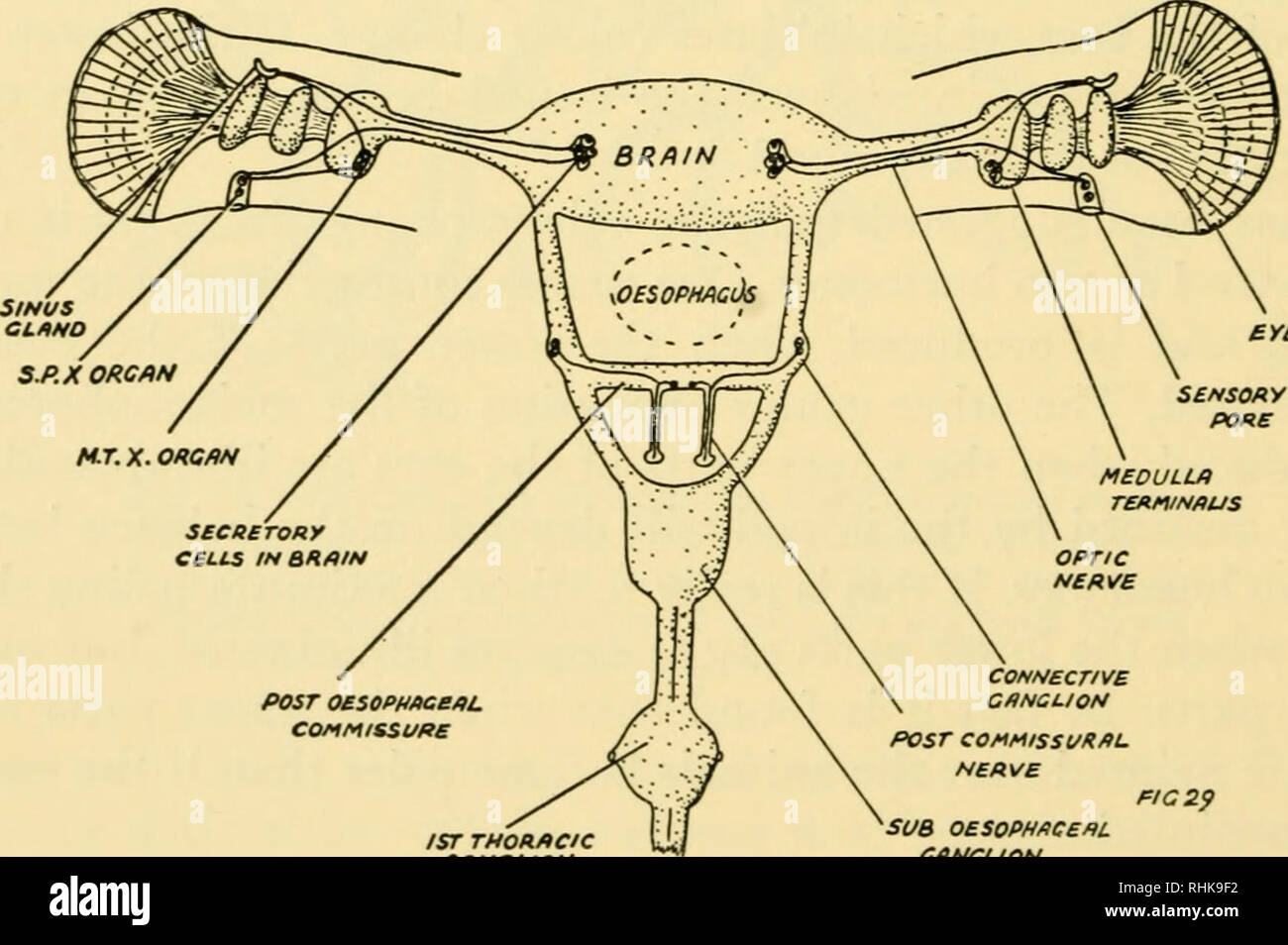 Secretory organs hi-res stock photography and images - Alamy