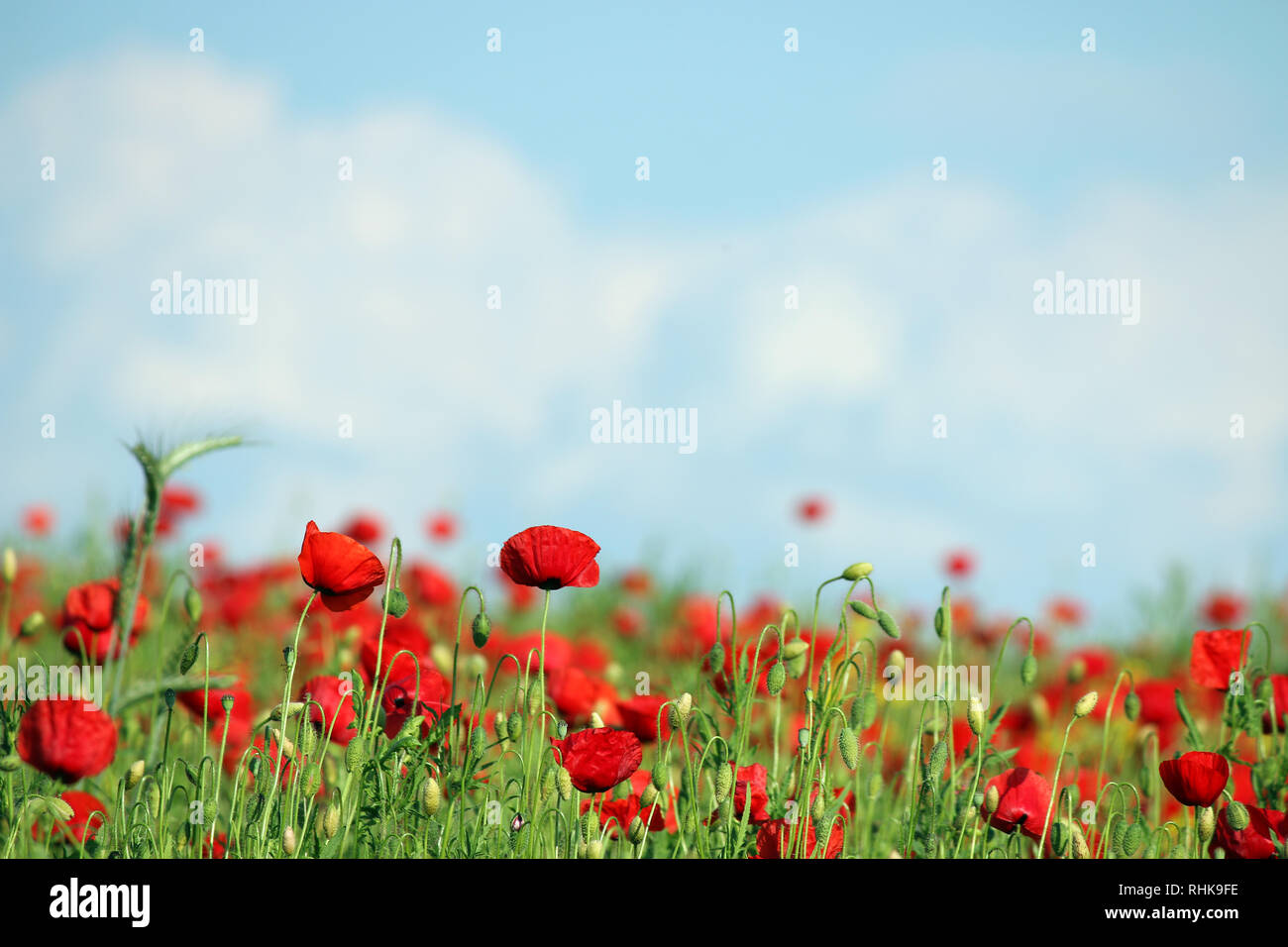 Spring countryside flower hi-res stock photography and images - Alamy