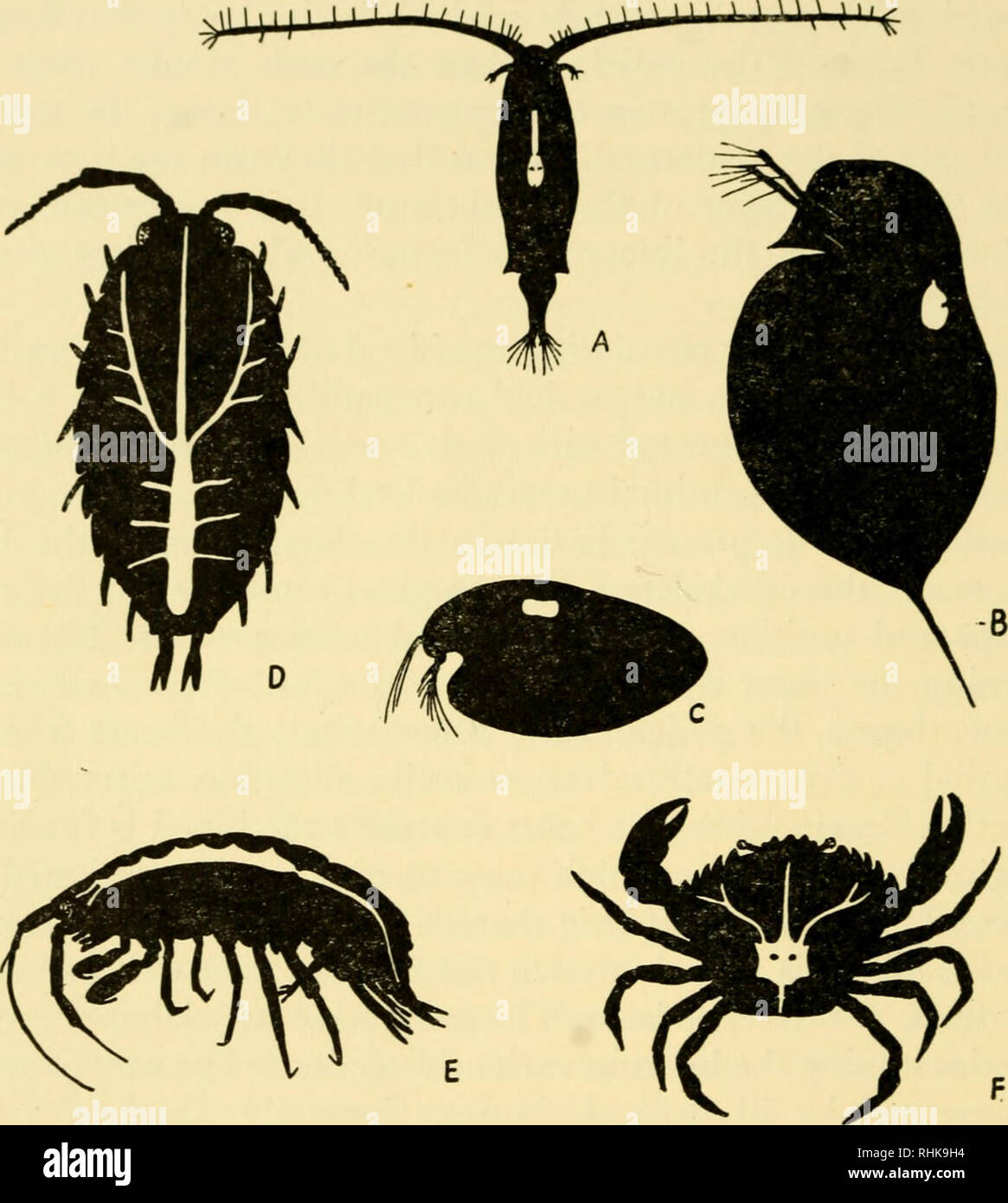 Elasticity of arteries hi-res stock photography and images - Alamy