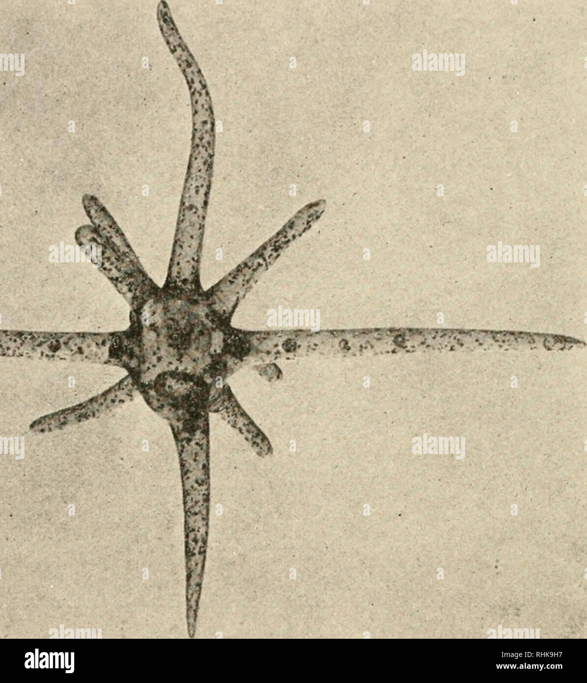 Chromatophores Types
