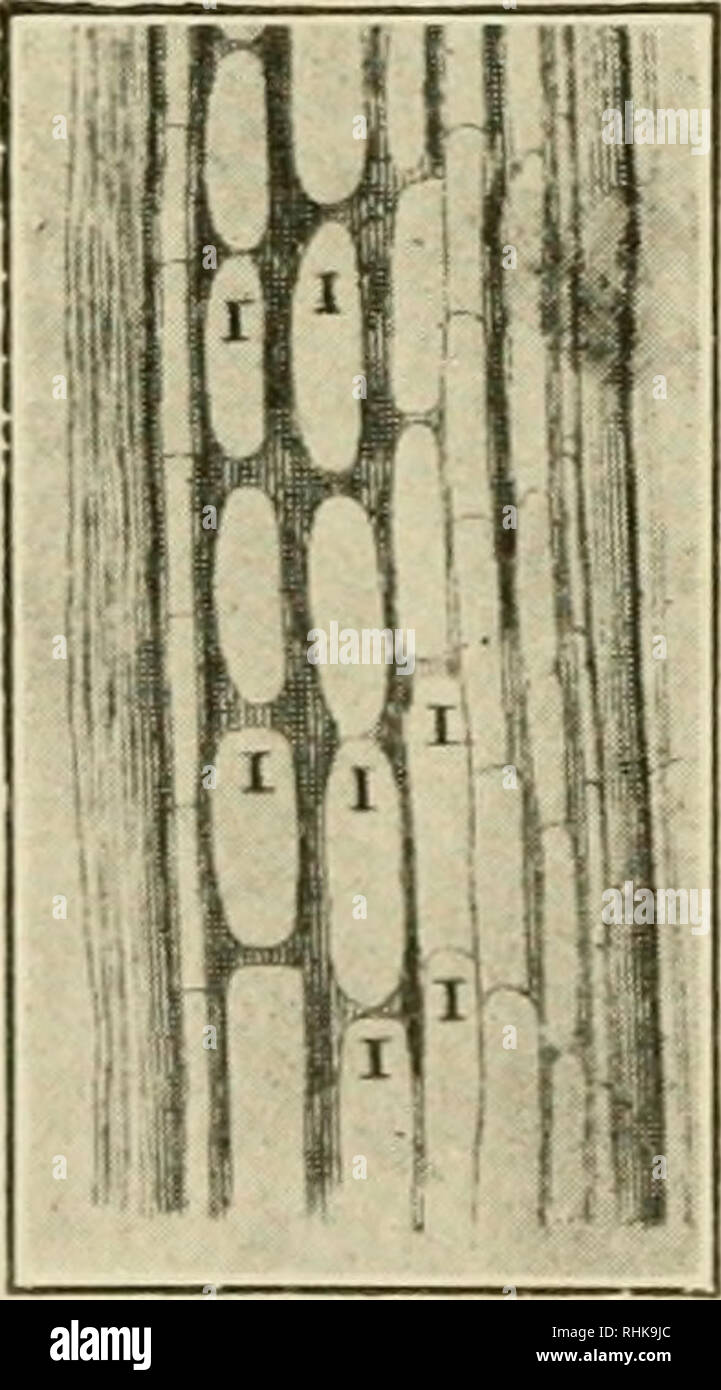 . Biology and its makers : with portraits and other illustrations ...