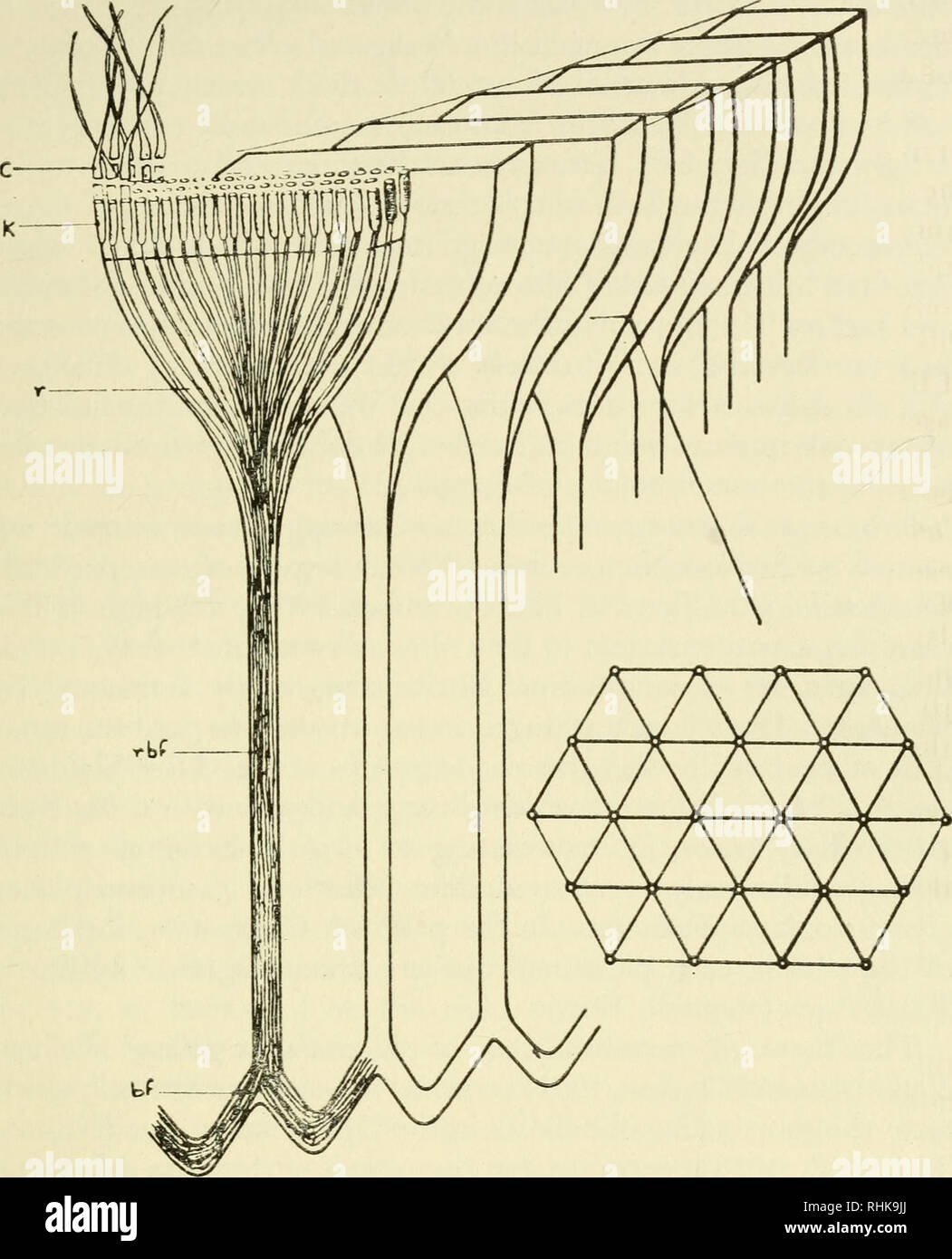 . The biology of cilia and flagella. Cilia and ciliary motion; Flagella ...