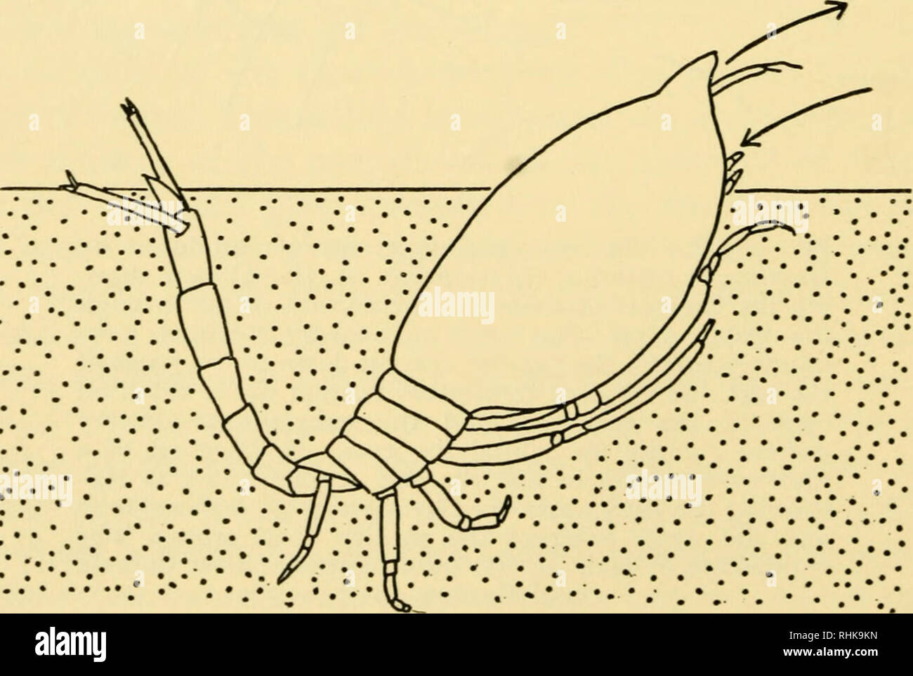 . A biology of Crustacea. Crustacea. ^o A BIOLOGY OF CRUSTACEA Some ...
