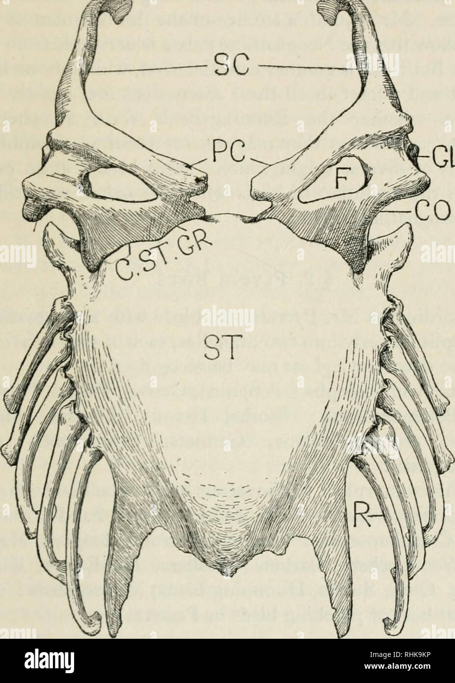 . The biology of birds. Birds. THE PEDIGREE OF BIRDS 359 of the keel on ...