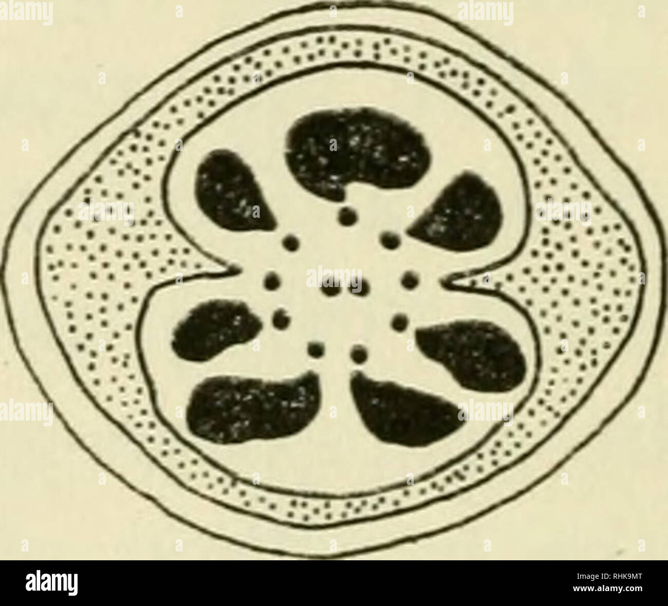 . The biology of cilia and flagella. Cilia and ciliary motion; Flagella ...