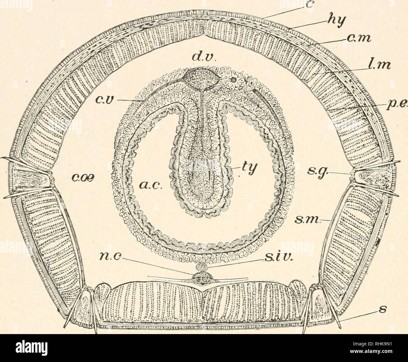 Earthworm Longitudinal Section Earthworm_NS